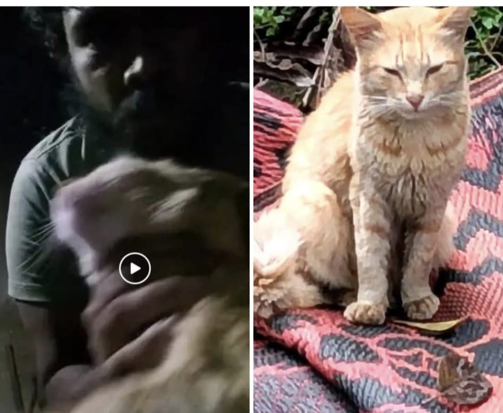 Man arrested after video of cat abuse circulates on social media ...